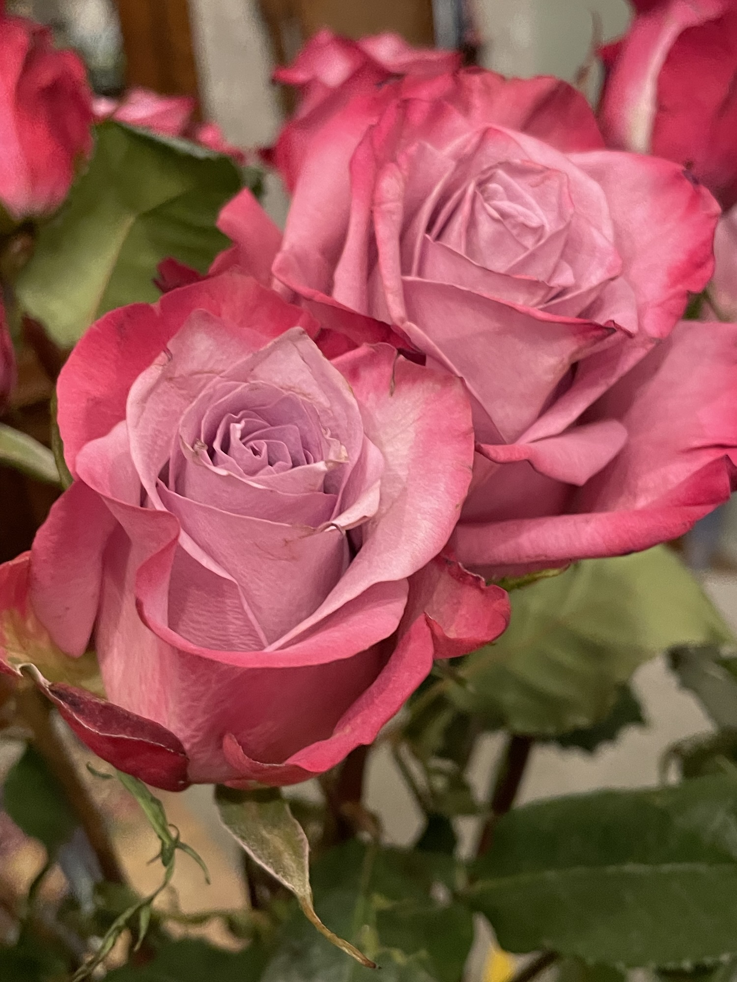 Gallery – Books by Brailey and Not Lost Prints